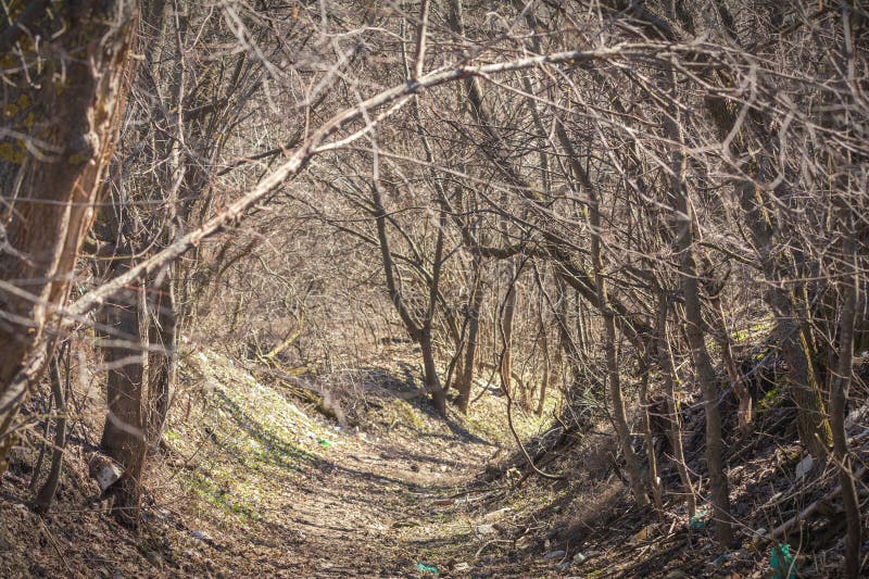 Bare Trees Creating Natural Archway in Polluted Forest Path Stock Photo ...