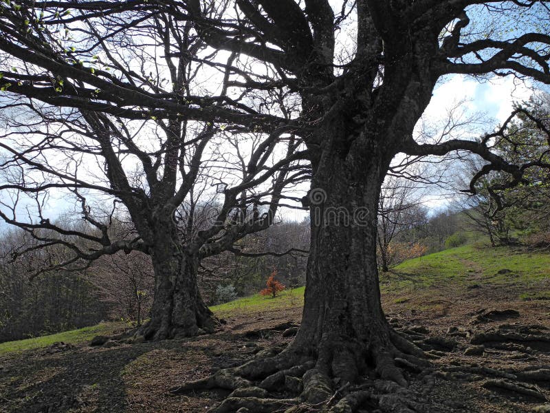 Bare Trees with Dark Branches on a Mountainside in Spring Stock Image ...