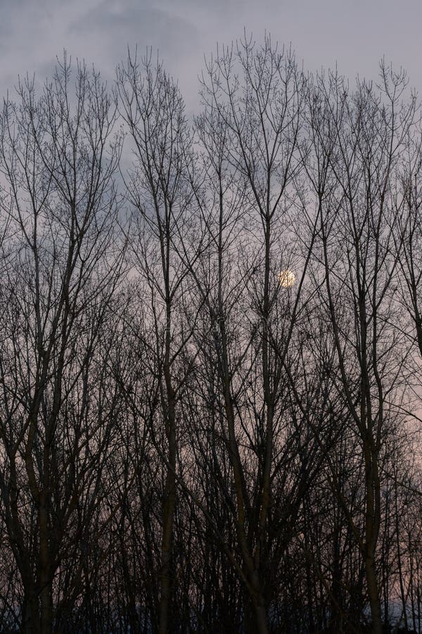 Bare Trees at Dusk, with Full Moon Behind Them Stock Photo - Image of ...