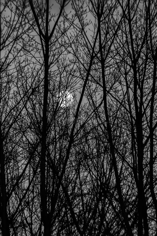 Bare Trees at Dusk, with Full Moon Behind Them Stock Image - Image of ...