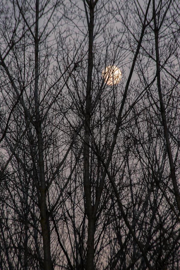 Bare Trees at Dusk, with Full Moon Behind Them Stock Image - Image of imagination, fantasy ...
