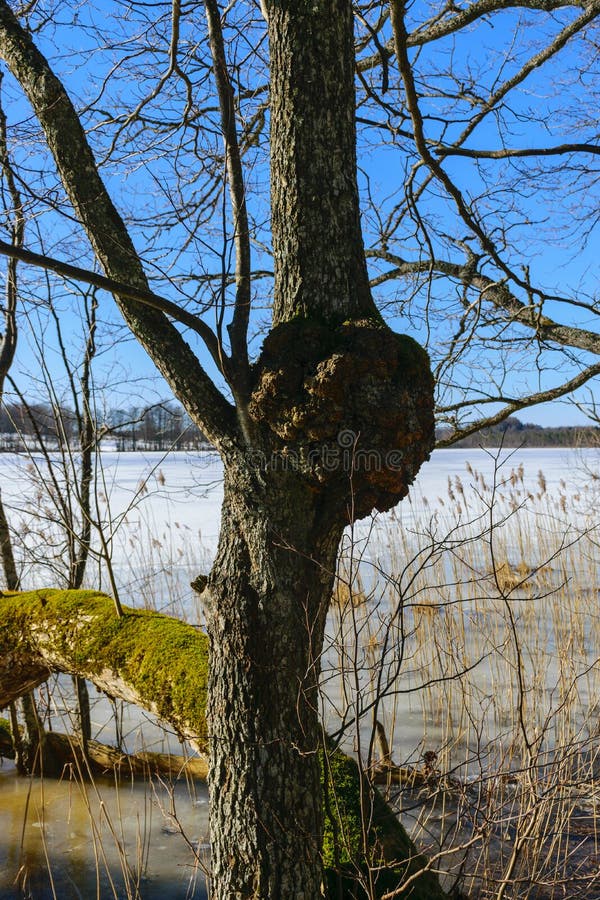 Bare Trees in Early Spring, Old Tree Trunks, Tree Trunk Close-up Stock ...