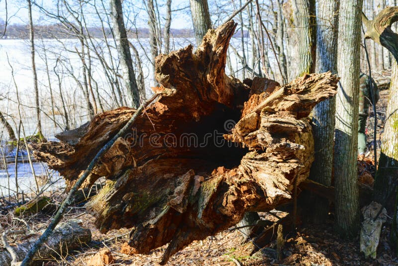 Bare Trees in Early Spring, Old Tree Trunks, Tree Trunk Close-up Stock ...