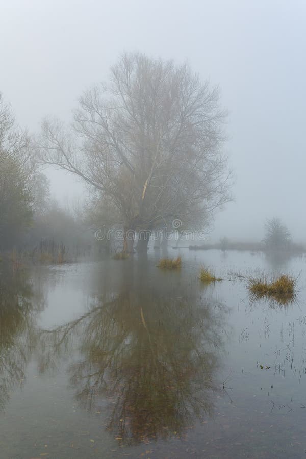 Bare Trees Emerging from a Foggy Landscape on the Shore of a Lake Stock ...