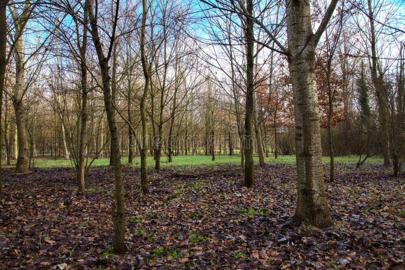 Bare Trees with Foliage on the Ground Stock Photo - Image of growth ...