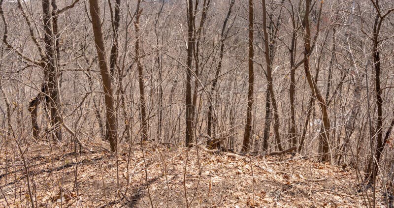 Bare Trees in the Forest, Brown Leaves on Ground Stock Photo - Image of ...