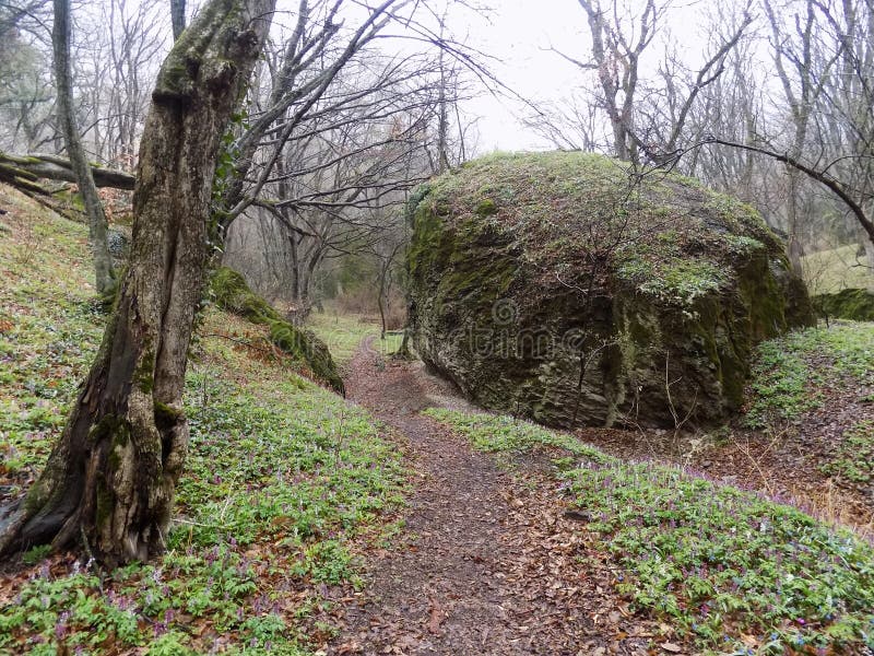 Bare Trees in the Forest, Path and a Big Stone Stock Image - Image of ...