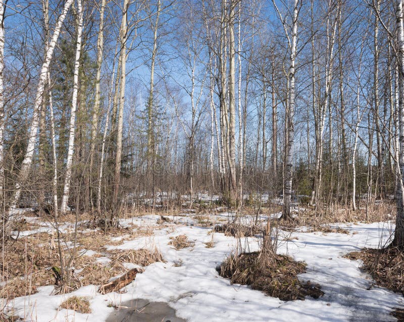 Bare trees in the forest. stock photo. Image of scene - 51385696