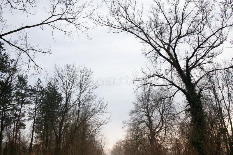 Bare Trees Form a Frame Around a Misty Sky in Winter. the Sun Rises at ...