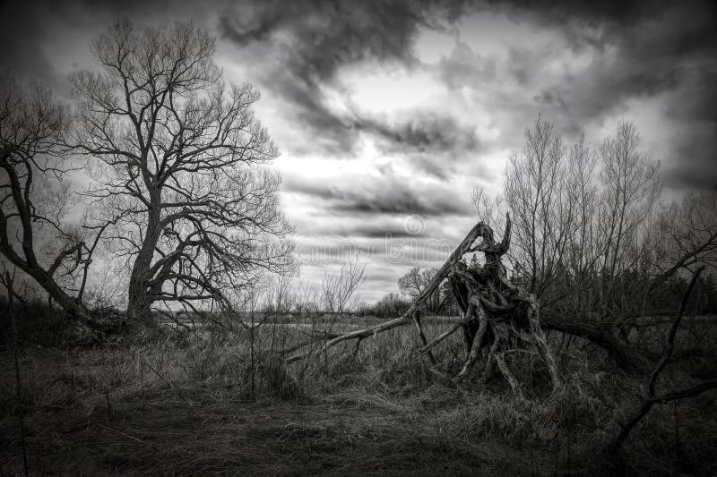 Desolate Wasteland, McLaughlin Bay, Ontario Stock Photo - Image of ...