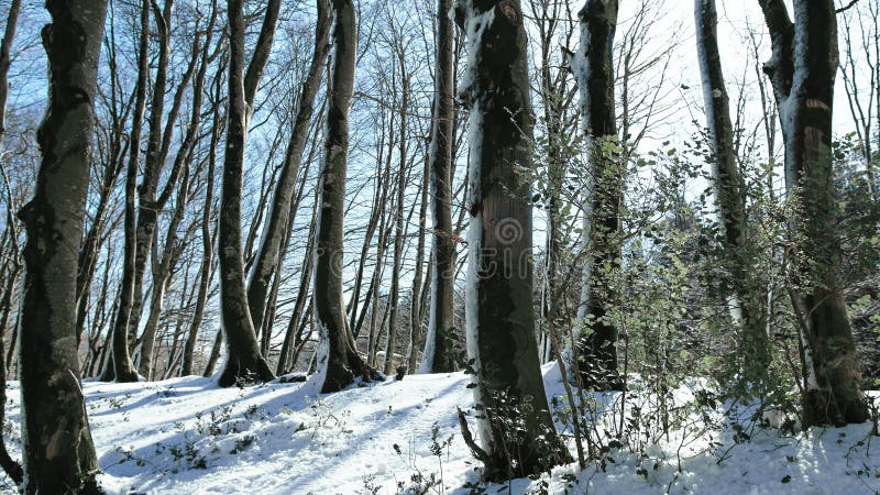 Freezing Forest Lake and Fallen Trees Stock Image - Image of fallen ...