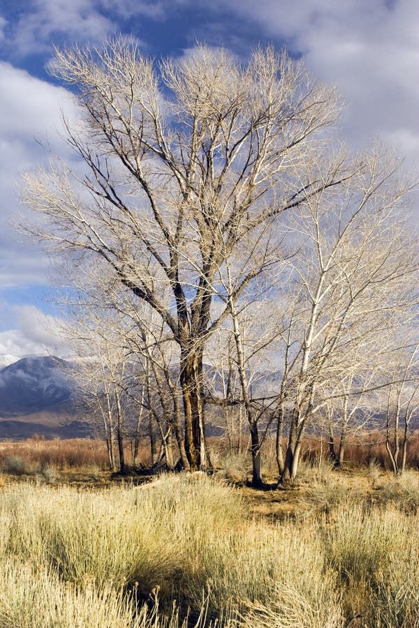Bare Trees, Golden in Winter Stock Image - Image of amber, california ...