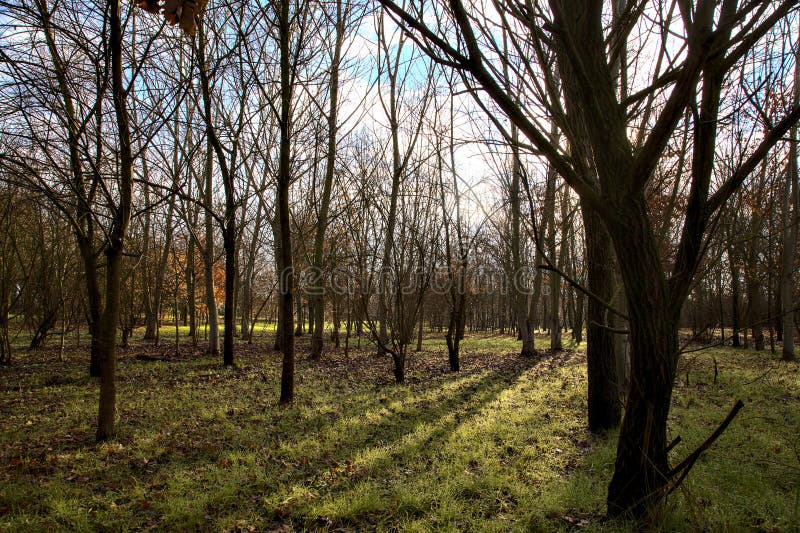 Bare Trees in a Grove Lit by Sunlight Stock Photo - Image of grow ...