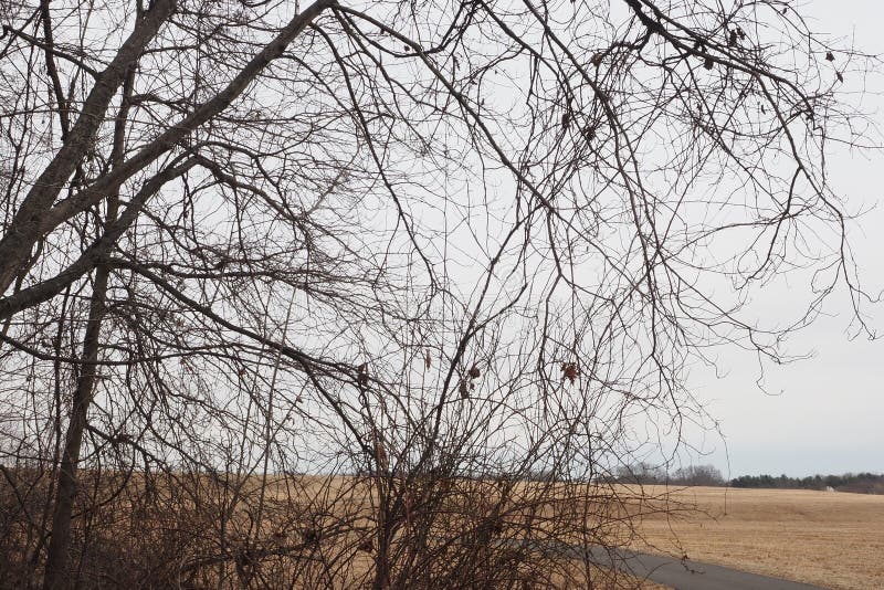 Winter is Reaching Its End, However the Trees Still are Bare. Stock ...