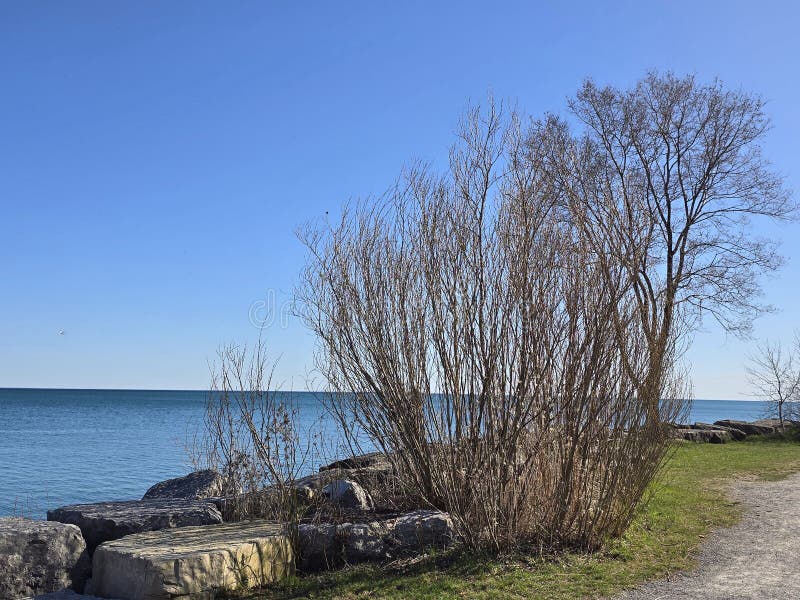 Bare Trees Lakeside Clear Day Stock Photos - Free & Royalty-Free Stock ...