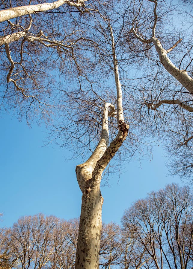 Bare Trees Large Long Trunks and Branches Stretching To Sky, Natural ...
