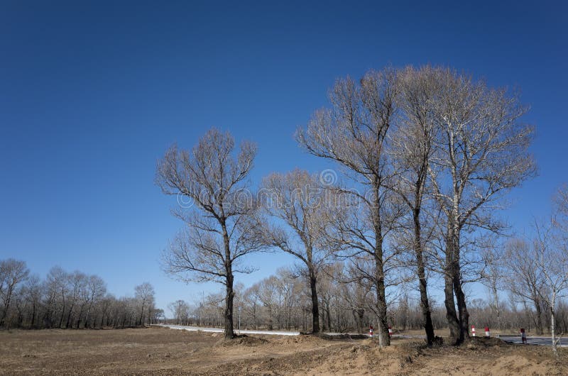 Bare Late Autumn Trees Outlined Against Mountains with Fog Swirling in ...