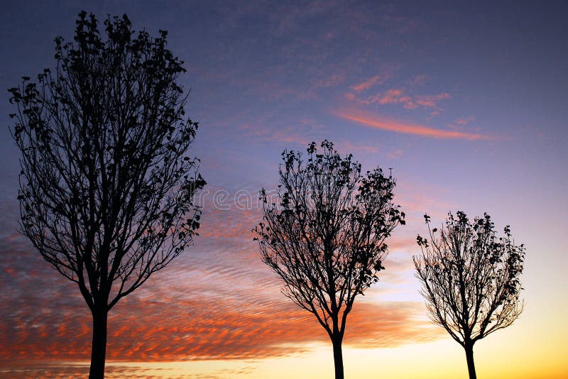Bare Trees in a Late Autumn Sunset Stock Image - Image of kansas ...