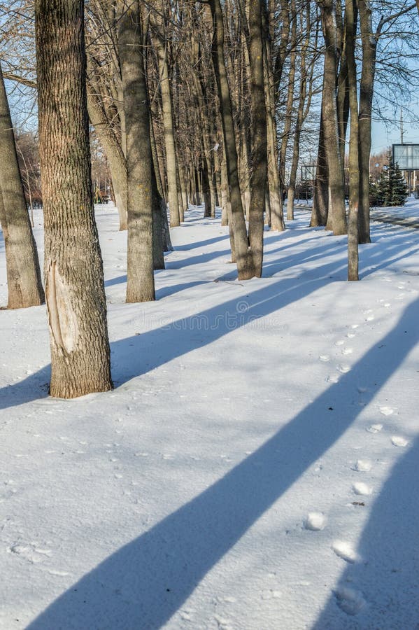 Bare Trees in Park, Diagonal Shadows on Snow, Copy Space Stock Image ...