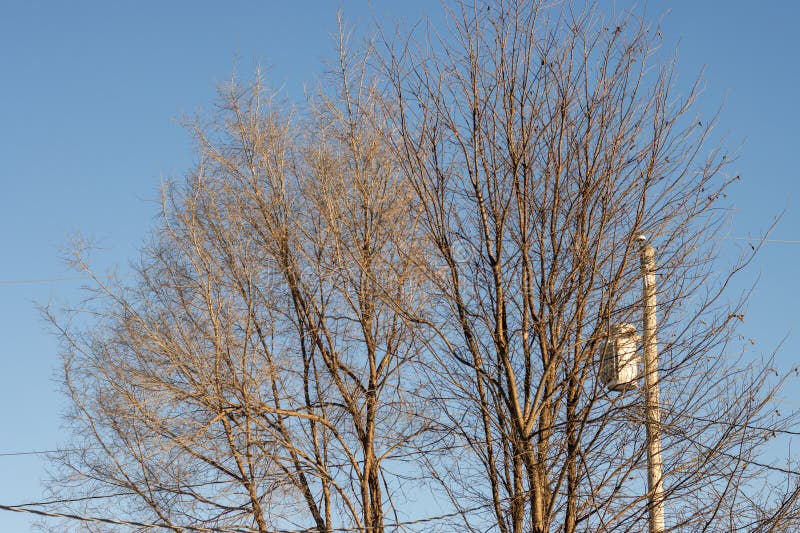 Bare Trees and a Power Utility Pole Stock Image - Image of tree ...