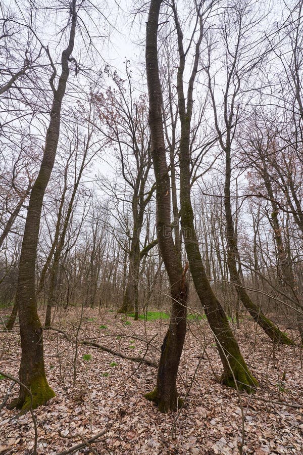 Bare Trees in a Quiet Forest Stock Image - Image of leaves, organic ...