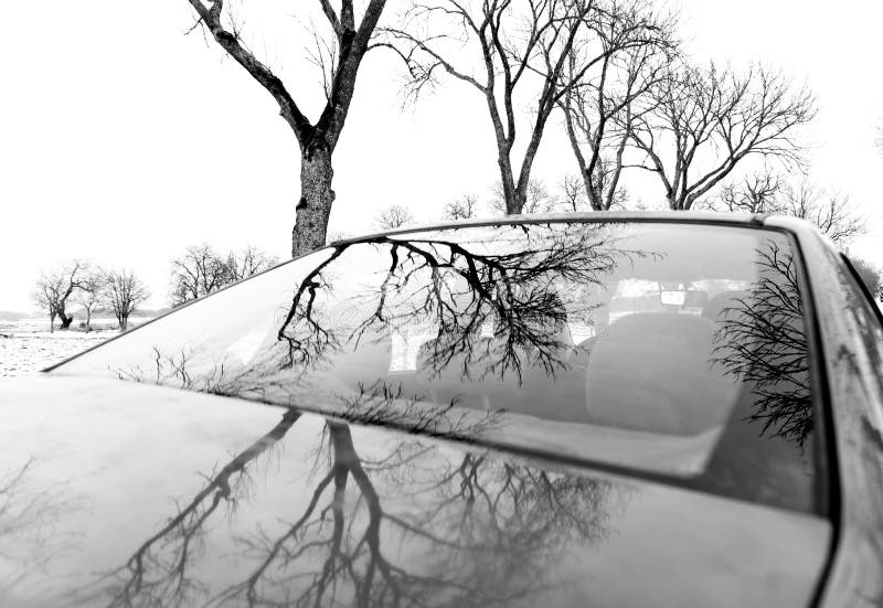Bare Trees Reflected in Car Stock Image - Image of white, reflection ...