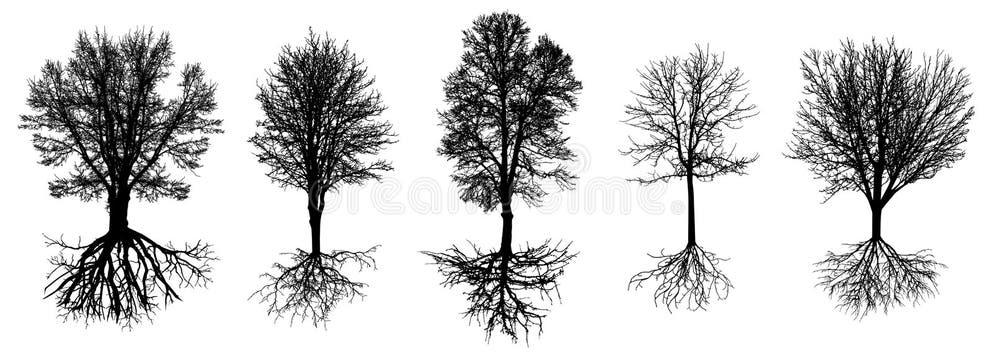 Bare Trees with Roots. Silhouettes of Beautiful Deciduous Trees with ...