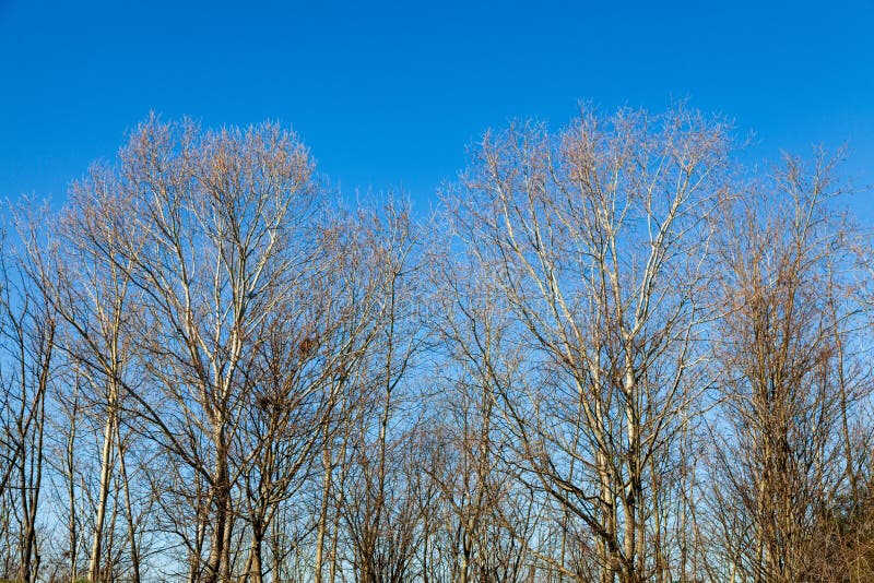 Bare Trees in Spring Against a Clear Blue Sky Stock Image - Image of ...