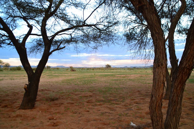 Bare Trees in a Steppe in Namibia, Africa Stock Photo - Image of ...