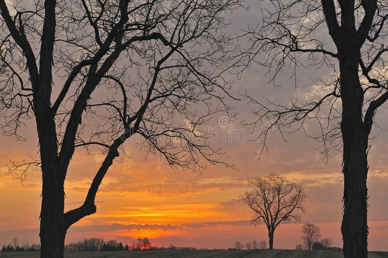 Bare Trees at Sunrise stock image. Image of trees, peaceful - 6865549