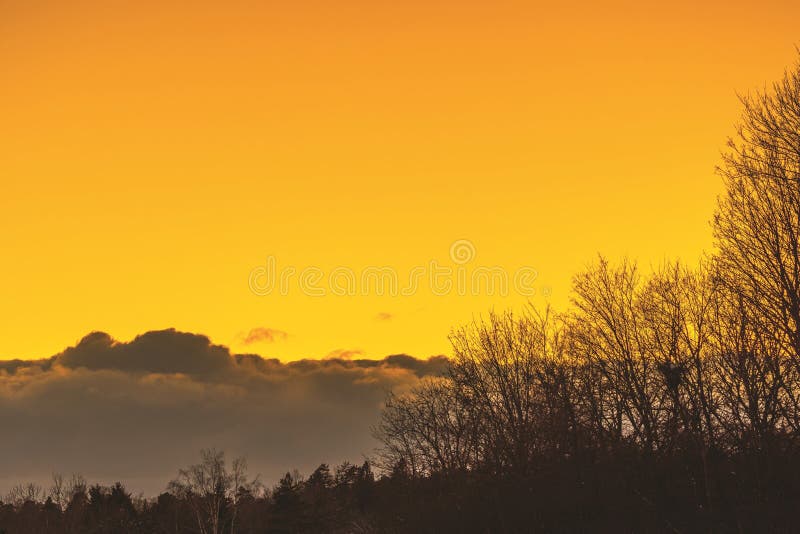 Bare Trees Under Glowing Yellow Sky at Sunset with Dark Clouds Above ...