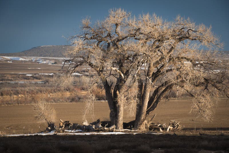 Bare Trees on the Utah Desert Stock Image - Image of drama5ic, desert ...