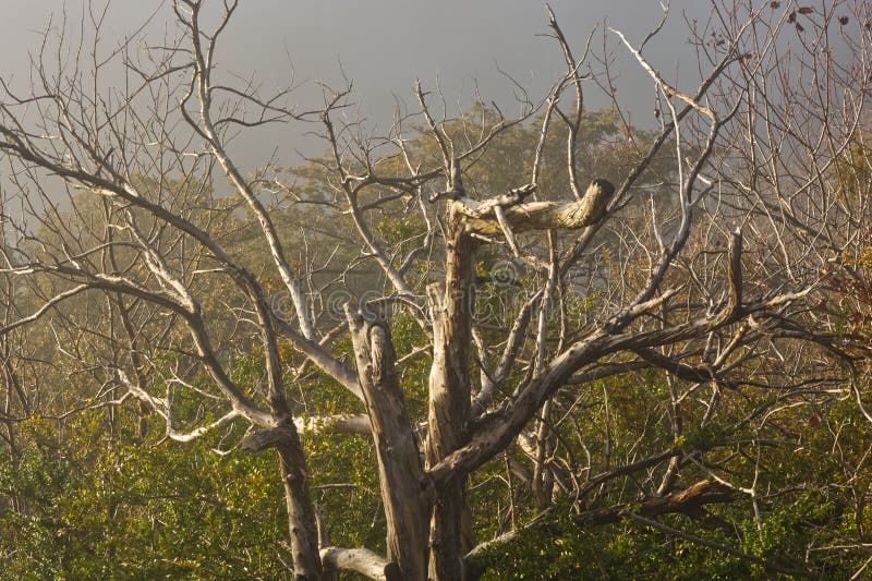 Bare Trees in Winter and Mist, Box Hill, England Stock Photo - Image of ...