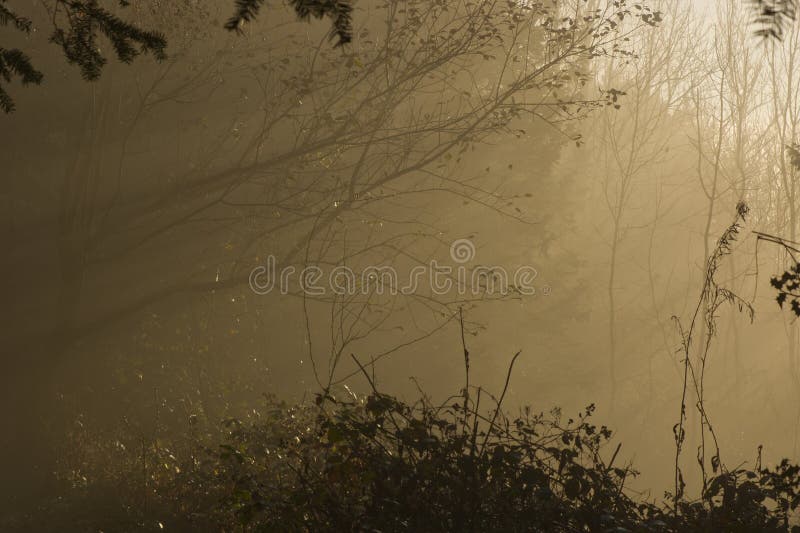 Bare Trees in Winter and Mist, Box Hill, England Stock Photo - Image of ...