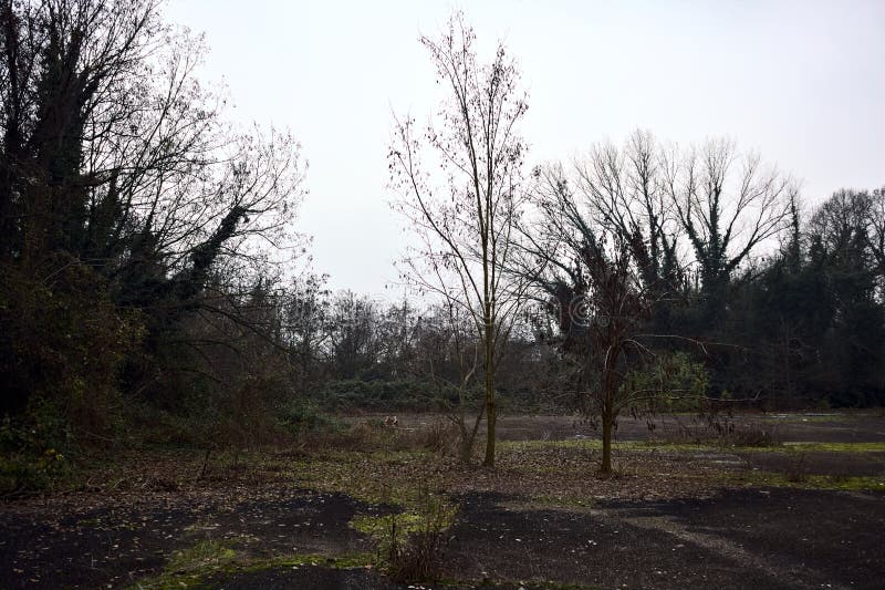 Bare Trees in a Yard with Debris on the Ground on a Cloudy Day Stock ...