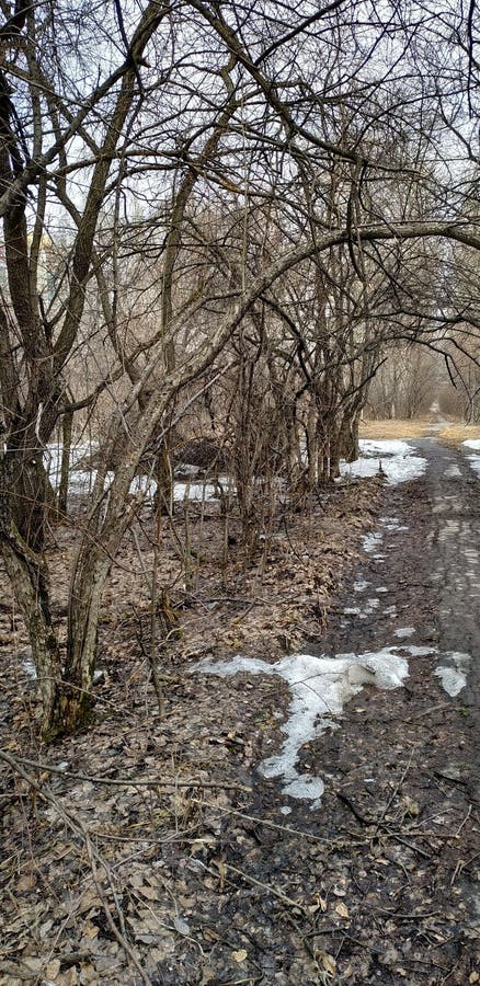 Bare Trunks of Trees in the Spring Forest Form an Alley. Close-up Stock ...