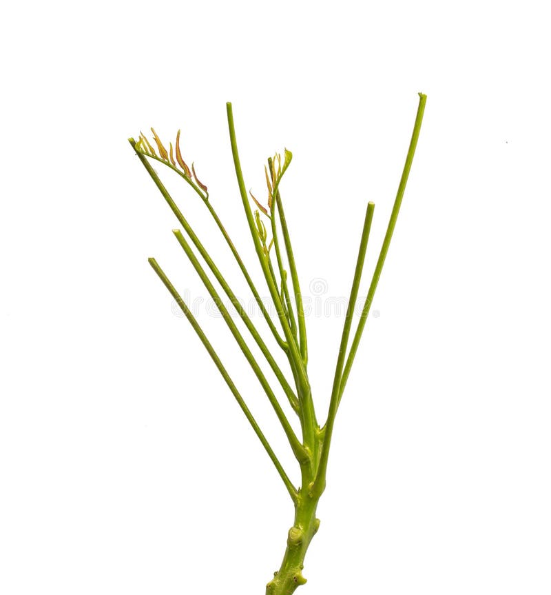 Bare Twig of Neem Tree on White Background Stock Image - Image of ...