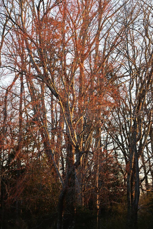 Setting Sun White Ash Trees Blooms Stock Photos - Free & Royalty-Free ...