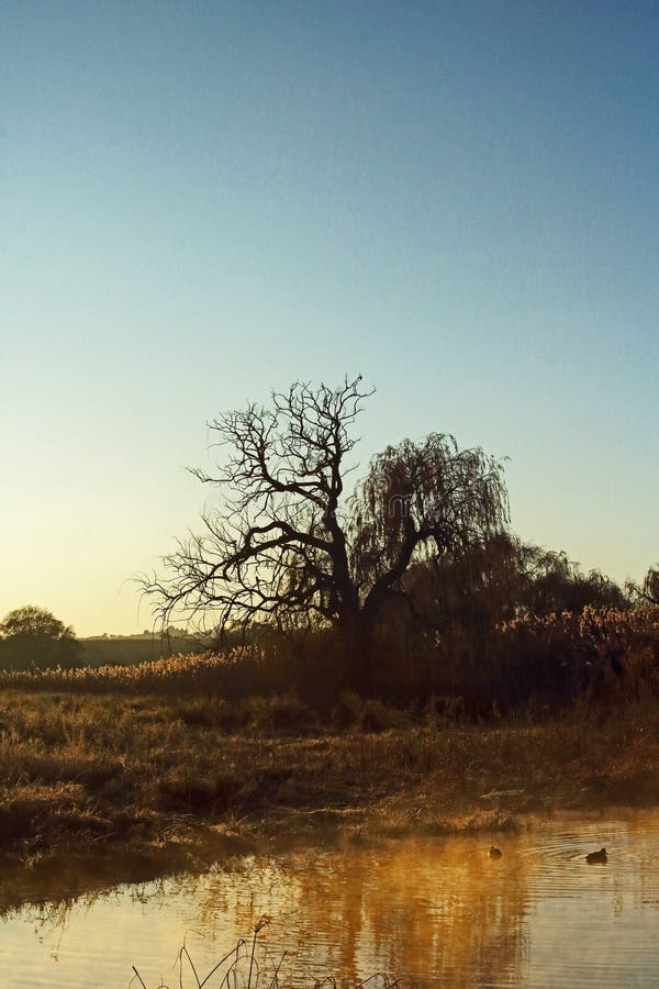 Bare Willow Tree Next To Water Early in the Morning Stock Image - Image ...