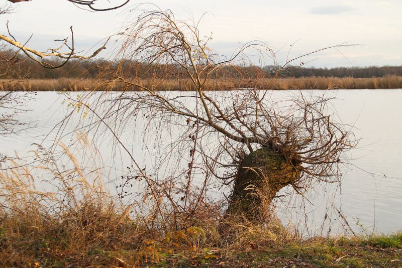Crooked branch in the way stock image. Image of trees - 47007473