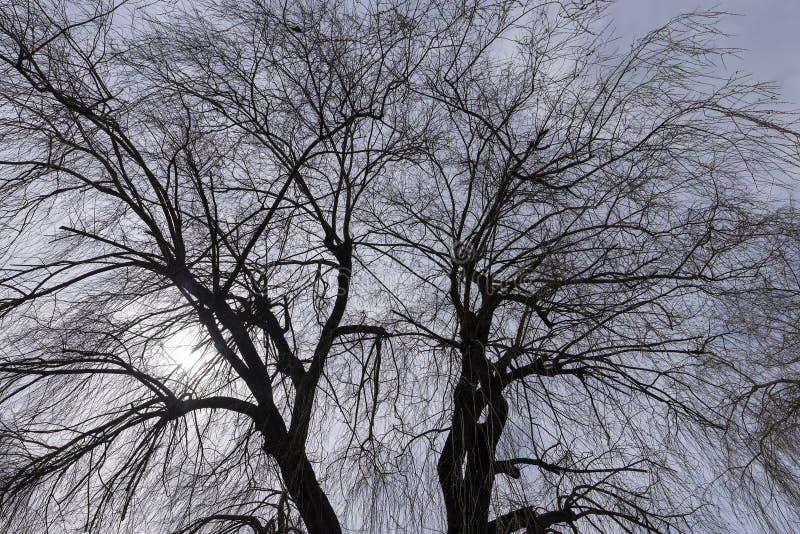 Bare Willow Trees in the Spring Season in the Park Stock Image - Image ...