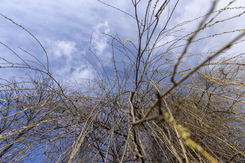 Bare Willow Trees in the Spring Season in the Park Stock Photo - Image ...