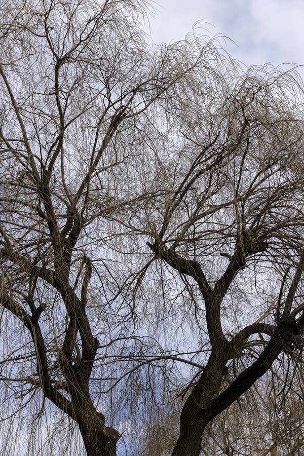 Bare Willow Trees in the Spring Season in the Park Stock Photo - Image of silvery, sunny: 285655342