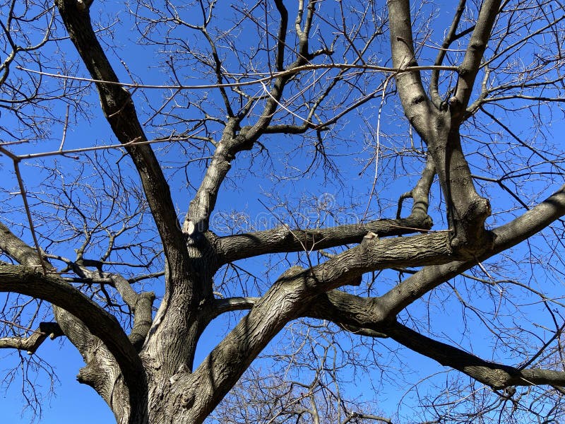 Bare Winter Tree and Blue Sky in February Stock Image - Image of winter ...