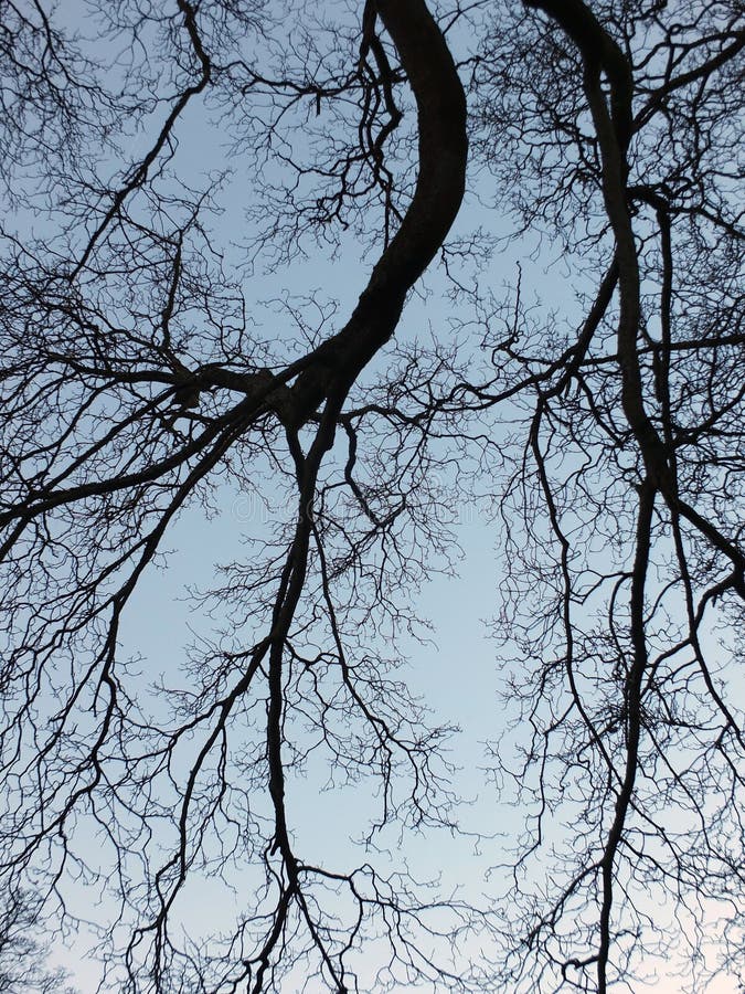 Bare Winter Tree Branches or a Large Beech Tree with Pale Sky Stock ...