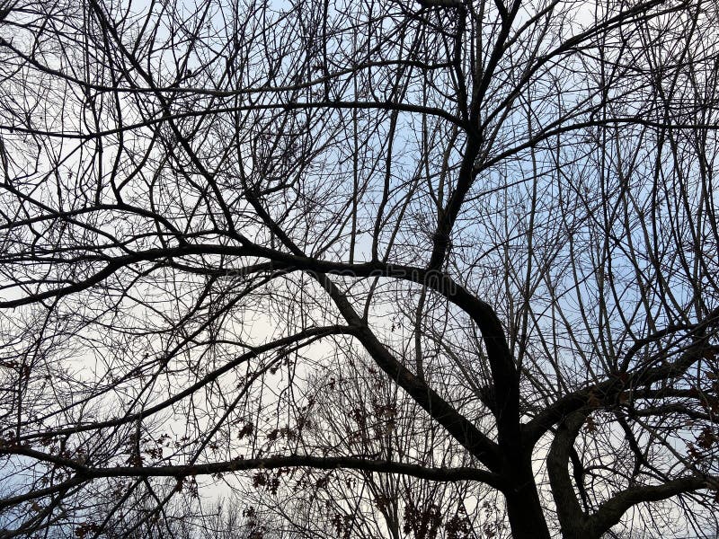 Bare Winter Tree in January in Winter Stock Photo - Image of winter ...