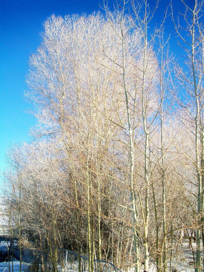 Bare Winter Trees in Park City, Utah Stock Photo - Image of blue, utah ...