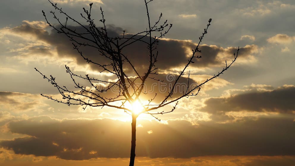 Bare Young Tree through Which Sun Rays Shine, with Overcast Sky ...