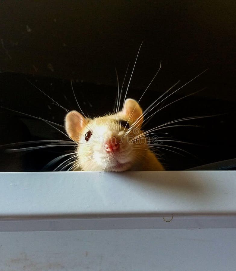 A Bareback Twister Agouti Rat, White and Caramel Stock Image - Image of ...