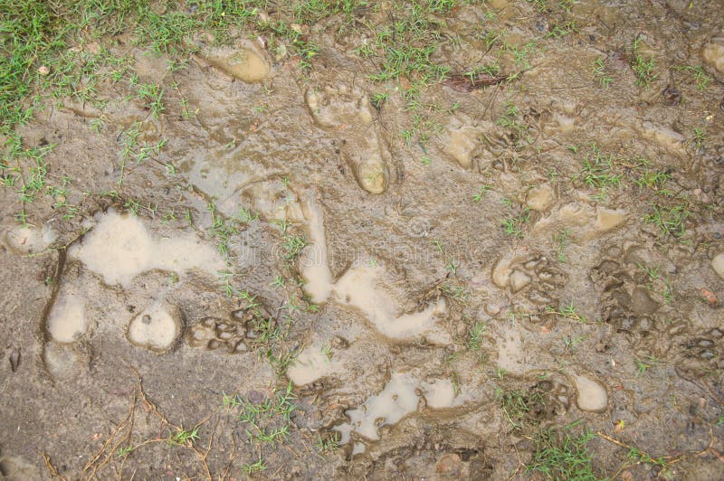 270 Barefoot Footprint Mud Stock Photos - Free & Royalty-Free Stock ...